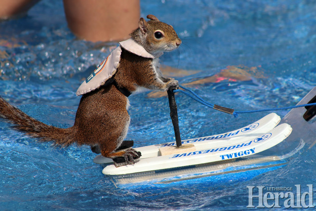 Twiggy takes to the waves at Whoop-Up Days