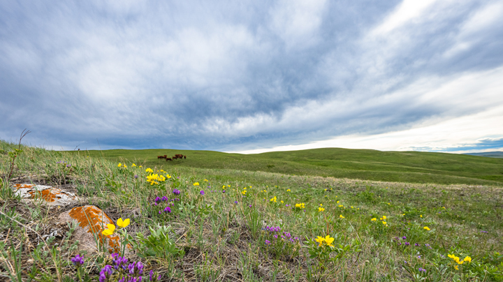 Historic conservation project launched at McIntyre Ranch