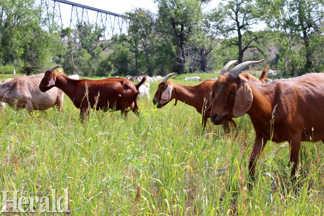 Amazing Graze: Goats back to work in the river valley