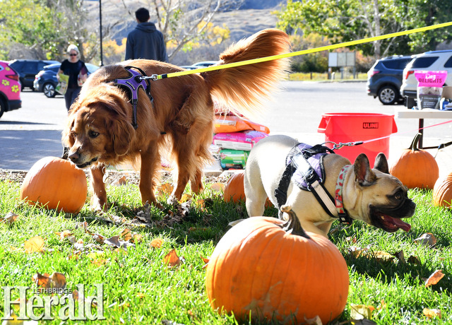 Food drive helps to fill empty pet bowls