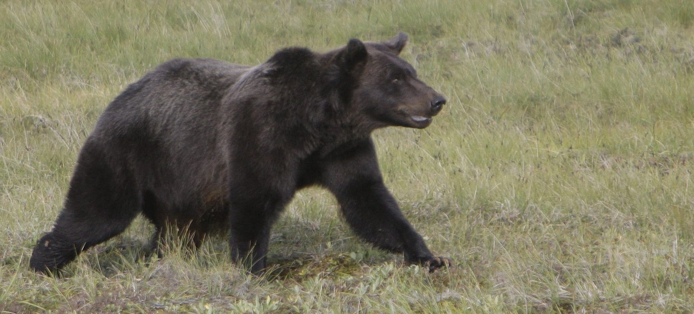 CP NewsAlert: Grizzly attack hurts 11, some critically, in Bella Coola ...