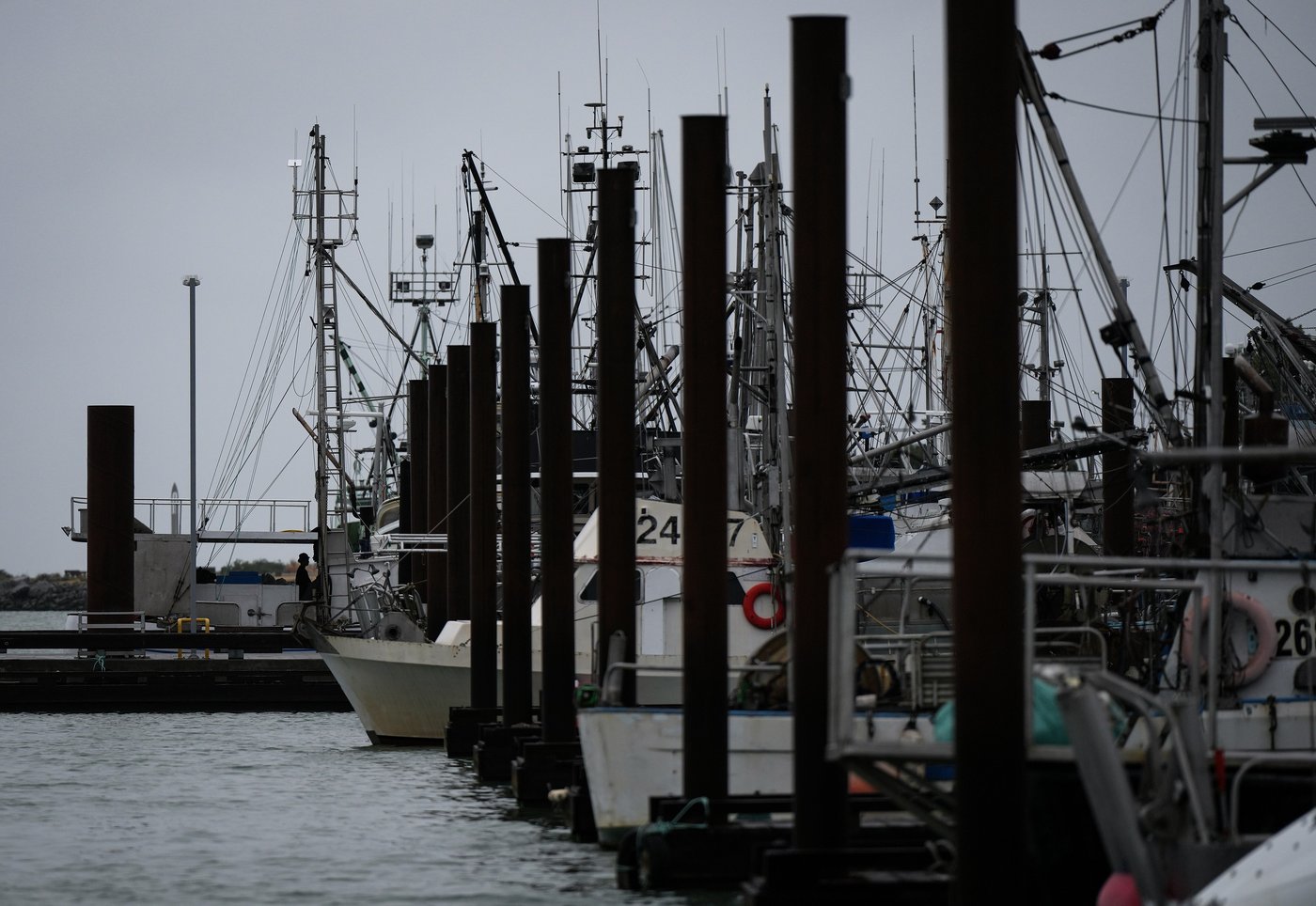 B.C's charity herring sale is back on. But hundreds of sea lions ...