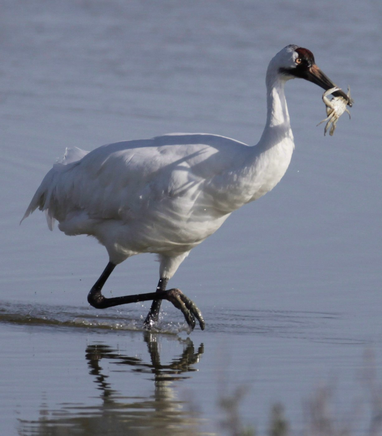 Researchers concerned after endangered whooping cranes test positive ...