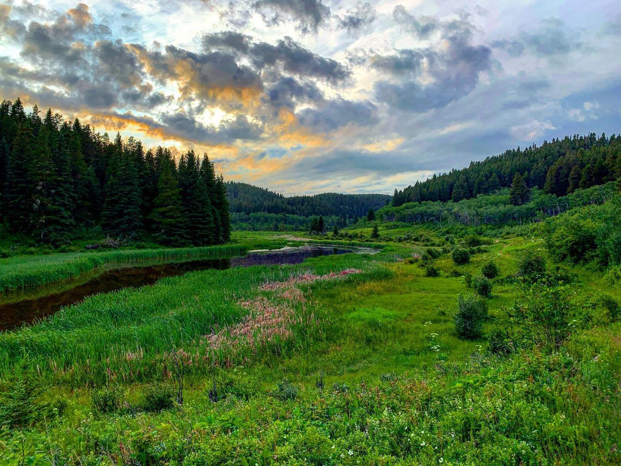 Explore Cypress Hills, Saskatchewan: Your Ultimate Summer Adventure