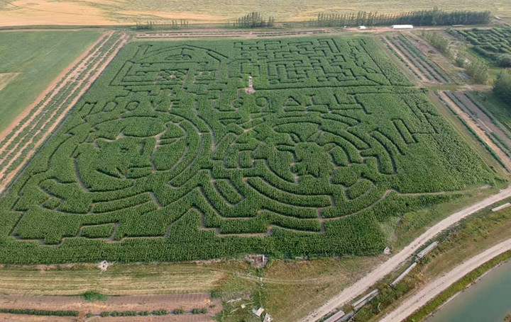 Variety of activities growing this season at Lethbridge Corn Maze