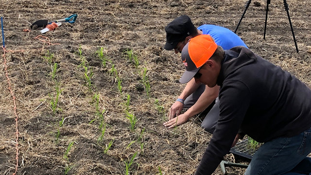 Researchers look at growing rice in southern Alberta
