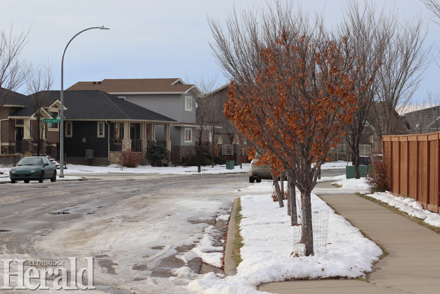 Lethbridge's 'weird weather' can be tough on trees