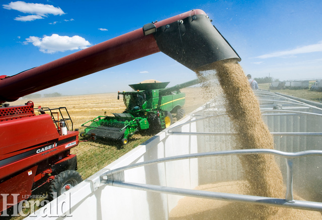 Alberta Wheat and Barley Commissions launch new branding as Alberta Grains