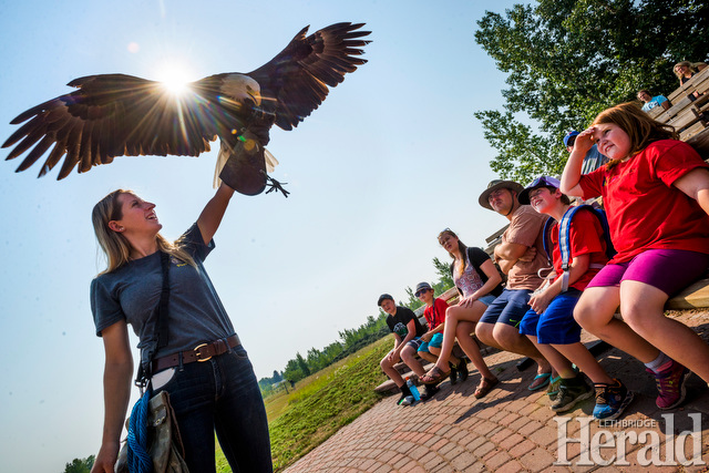 Funding helps virtual programming take flight for Birds of Prey Centre