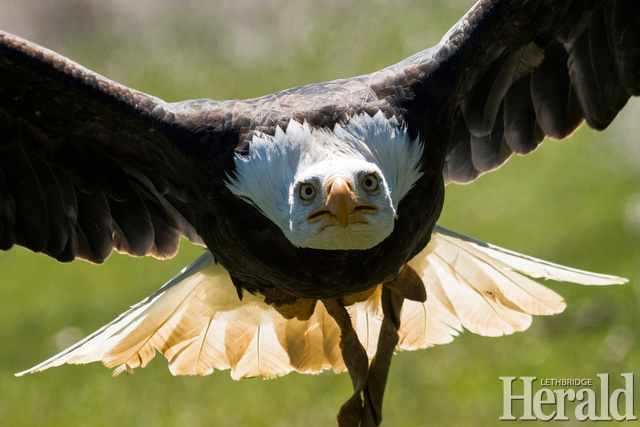 Birds of Prey centre ready to take flight on new season