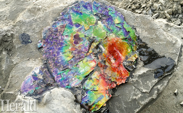 Piikani Chief comes full circle with Buffalo Stone