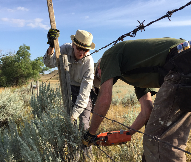 Volunteers helping pronghorn overcome migration barriers