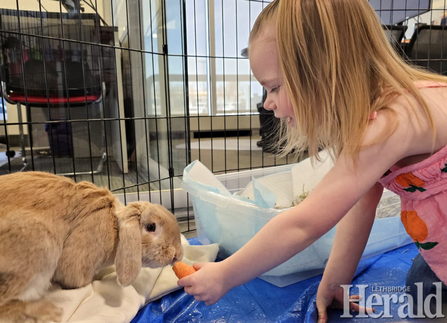 Thinking of a pet rabbit this Easter? Think again, says rescue group